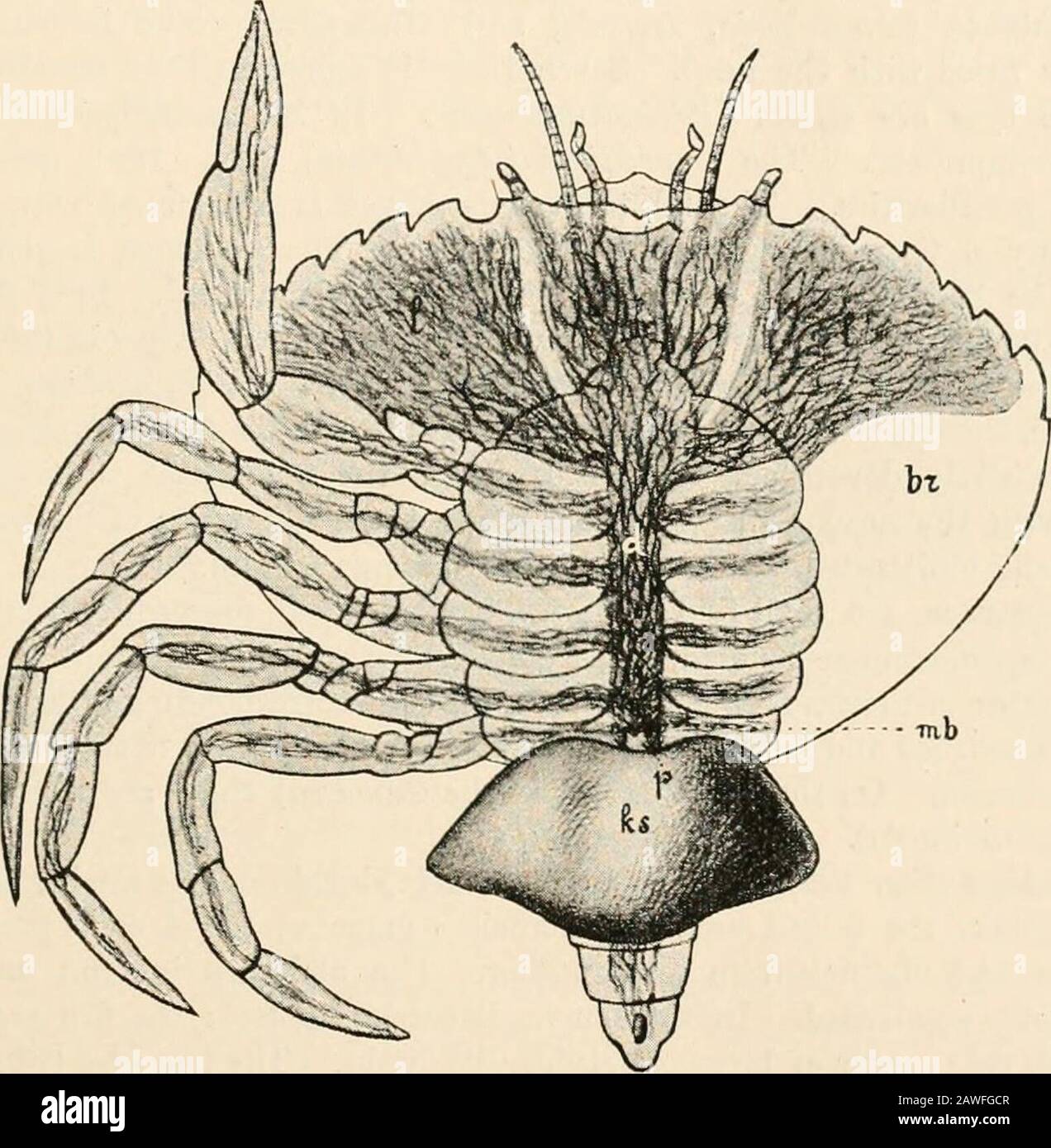 Text-book of comparative anatomy . theright half of the calcareous ring ...