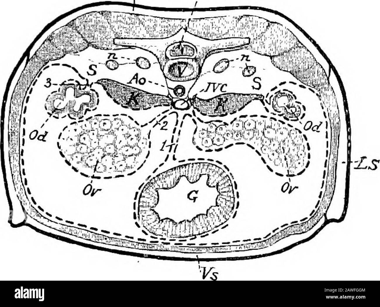 An introduction to the study of the comparative anatomy of animals . t ...