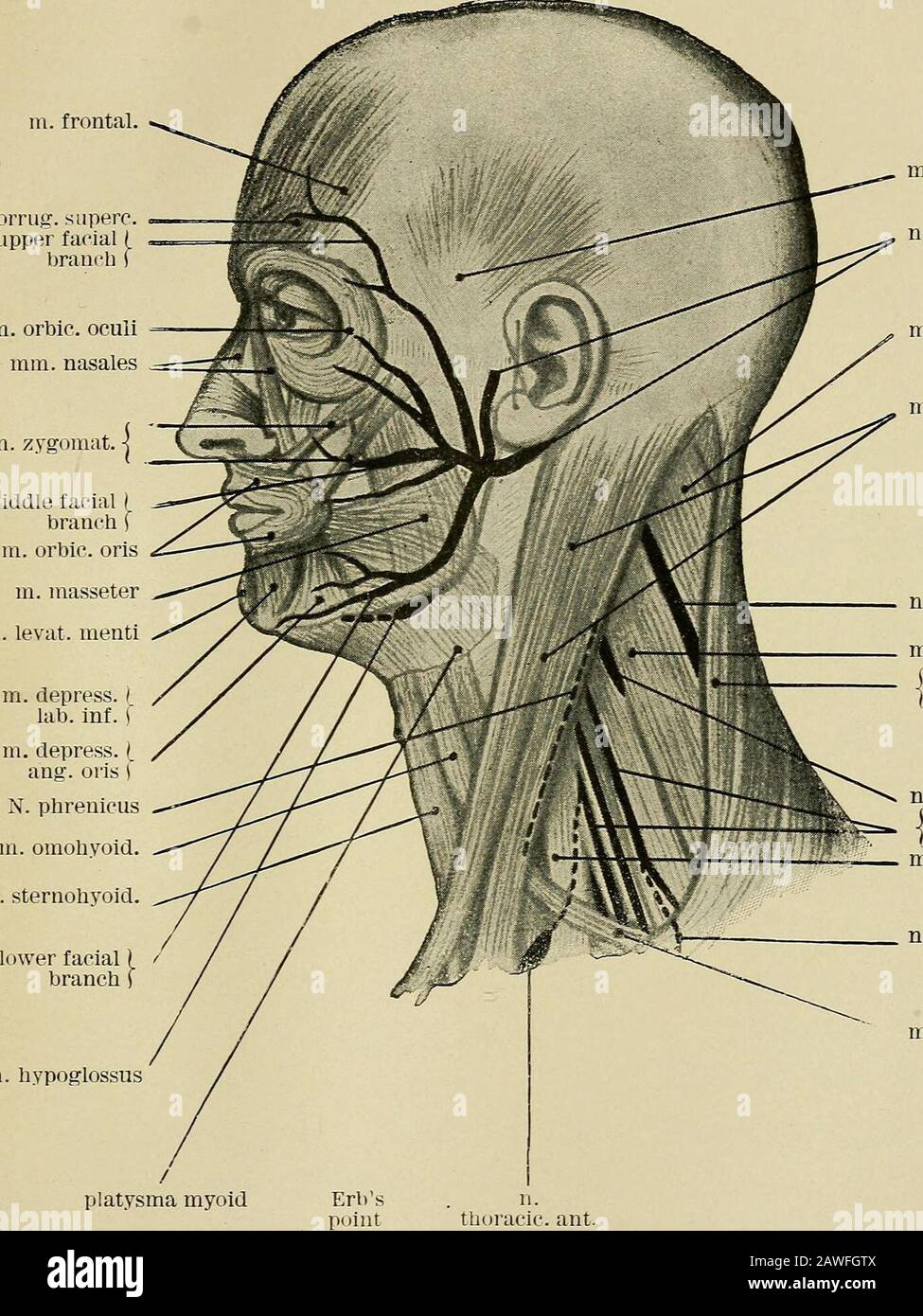 Erb Point S Anatomy