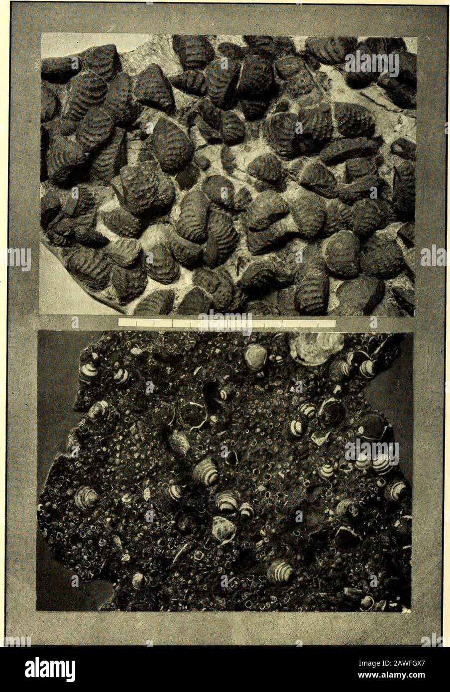A guide to the fossil invertebrate animals in the Department of geology ...