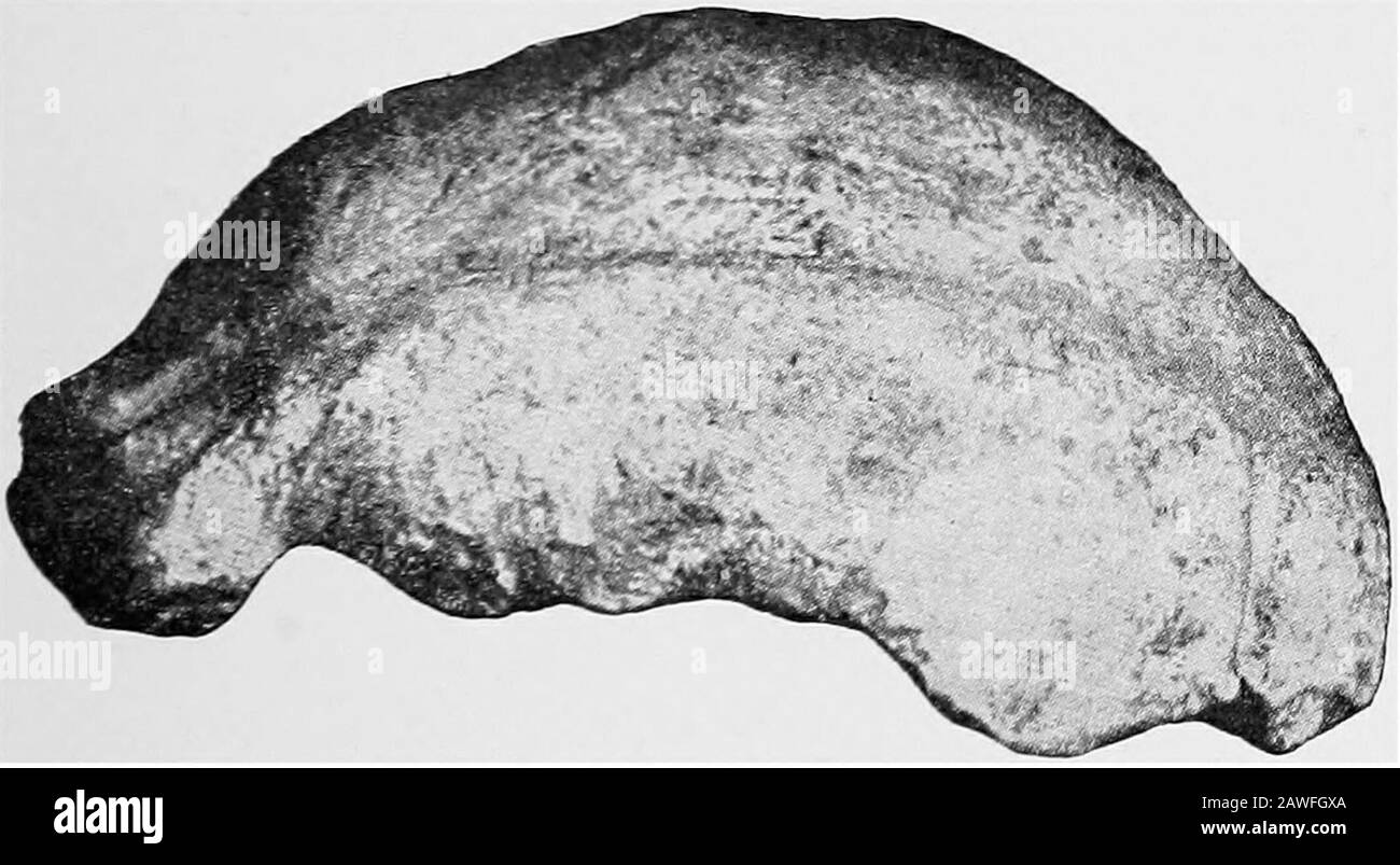 Cranium 17 Black and White Stock Photos & Images - Alamy