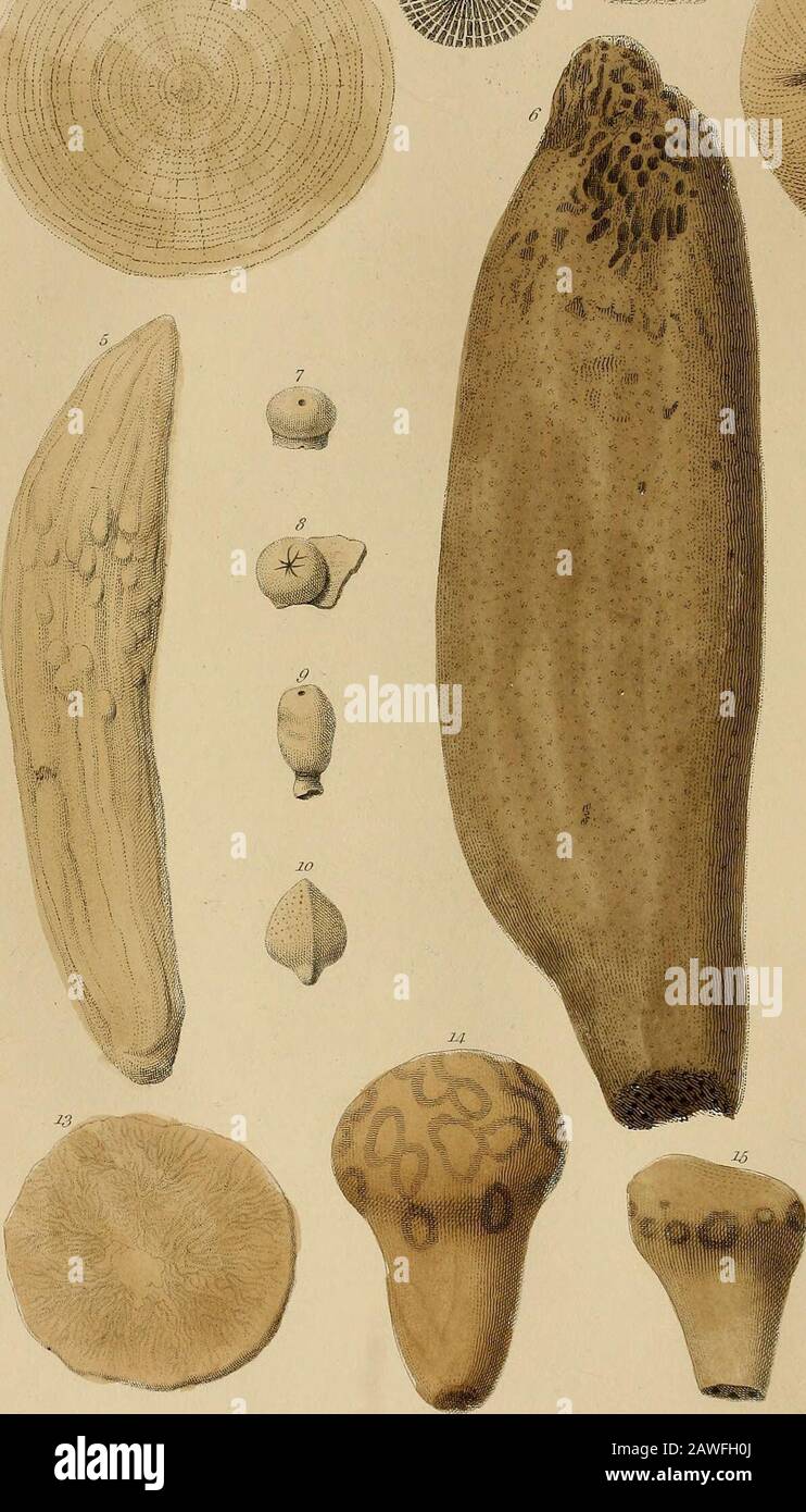 Siphonia fossil hi-res stock photography and images - Alamy