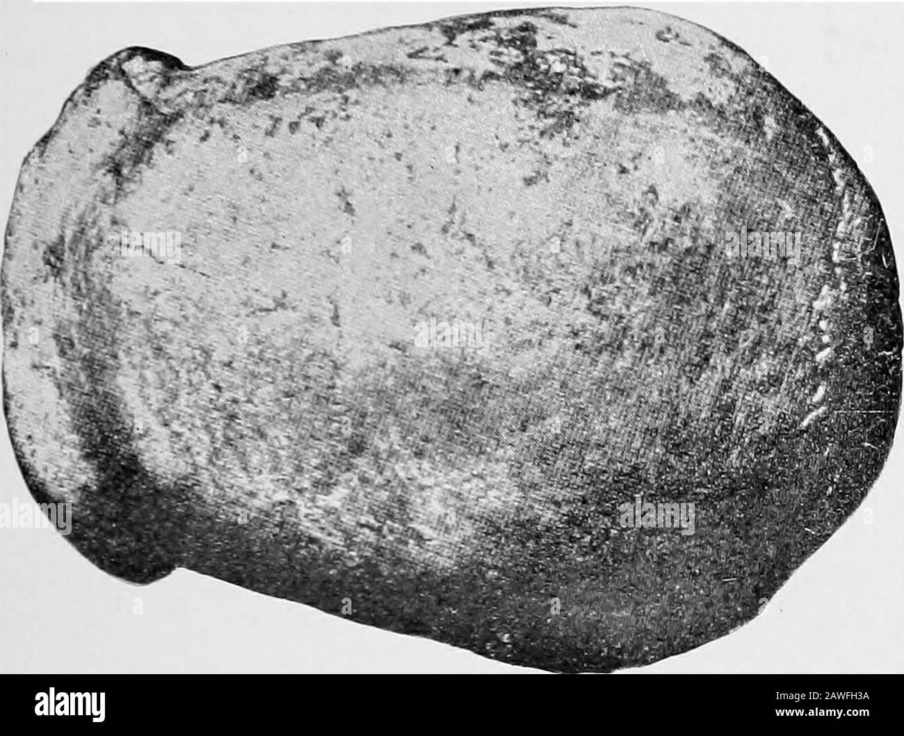 Neanderthal_man hi-res stock photography and images - Alamy