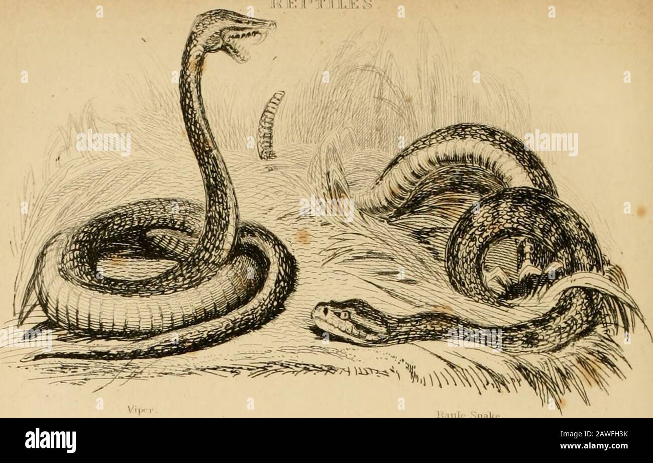 All four limbs hi-res stock photography and images - Alamy