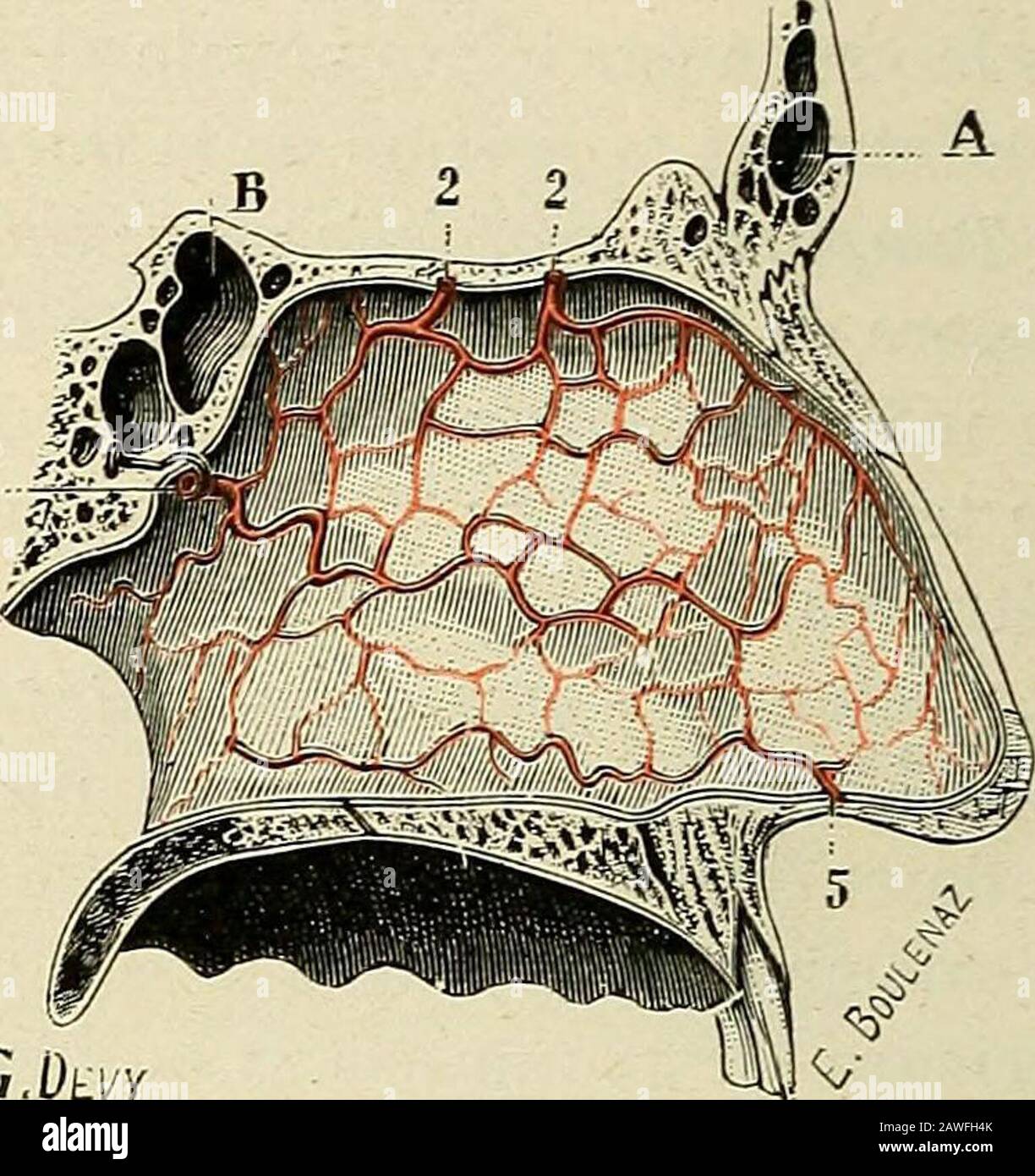 Ethmoidite Le 1112 Les Photos D39anais Ethmoid Hi Res Stock