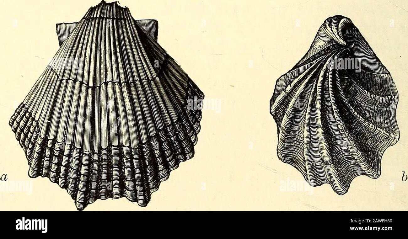 Senonian age hi-res stock photography and images - Alamy