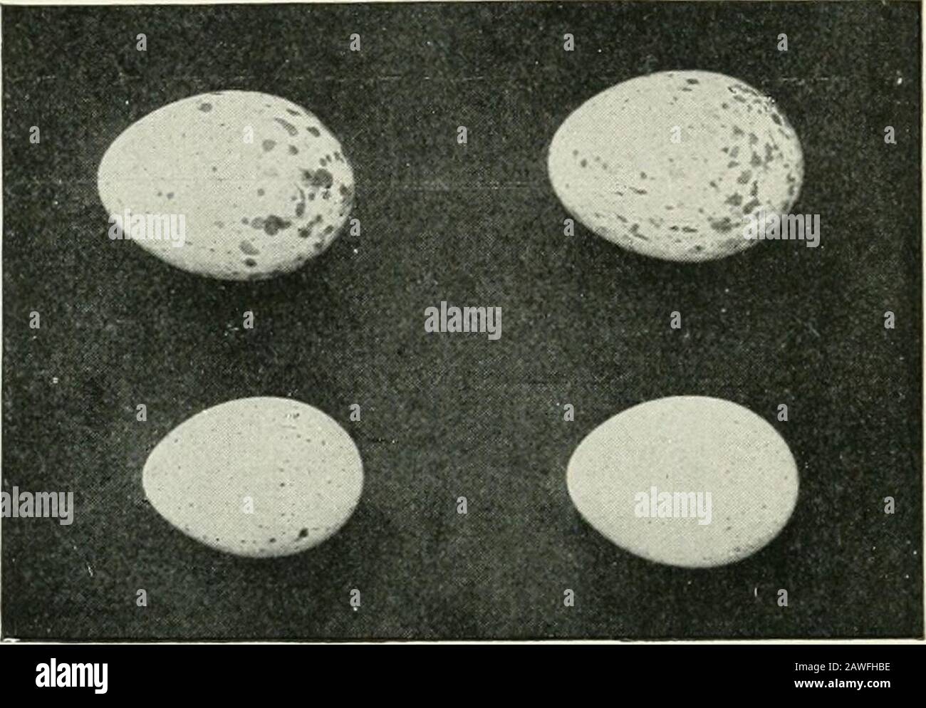 Wren eggs hi-res stock photography and images - Alamy