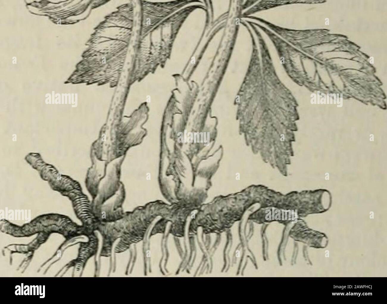 Cylindrical root hi-res stock photography and images - Alamy