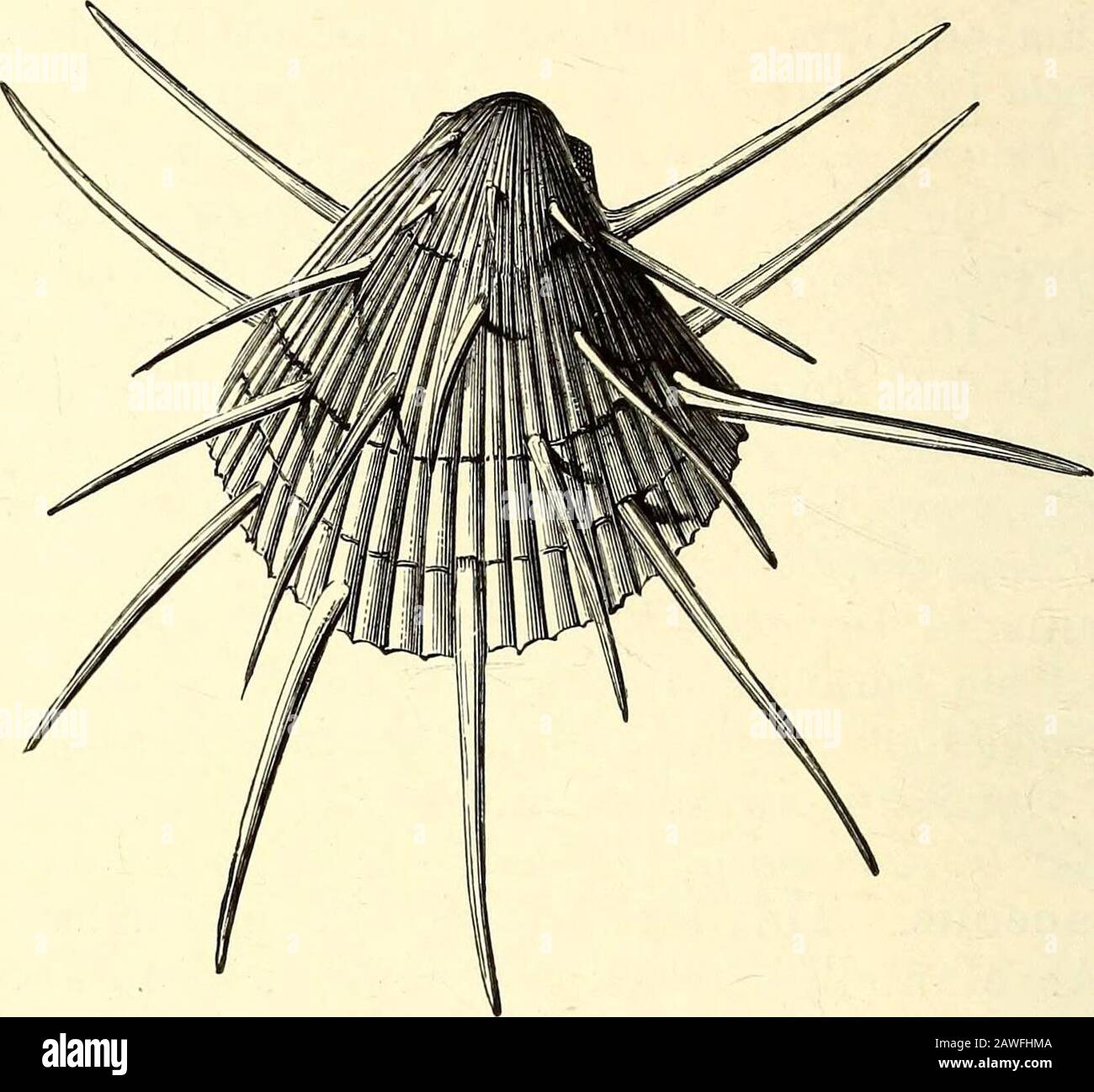 Neithea hi-res stock photography and images - Alamy