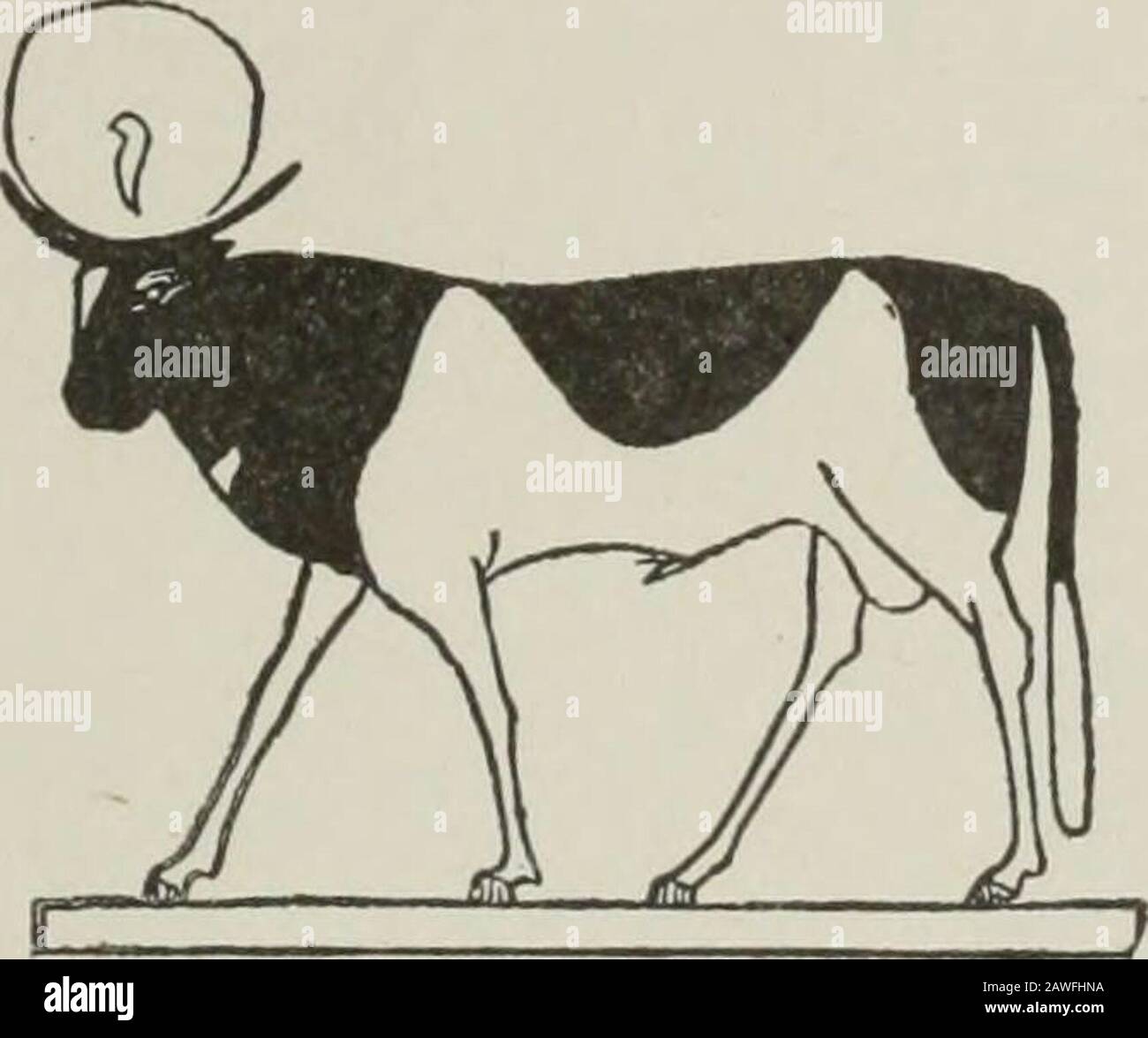 Hawk beetle hi-res stock photography and images - Alamy