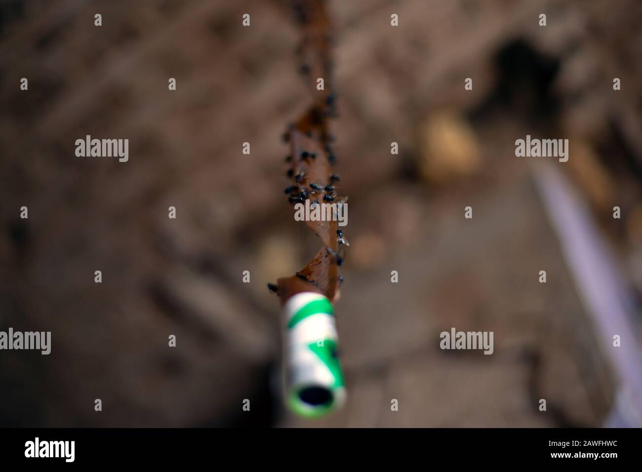 Sticky tape insects hi-res stock photography and images - Alamy
