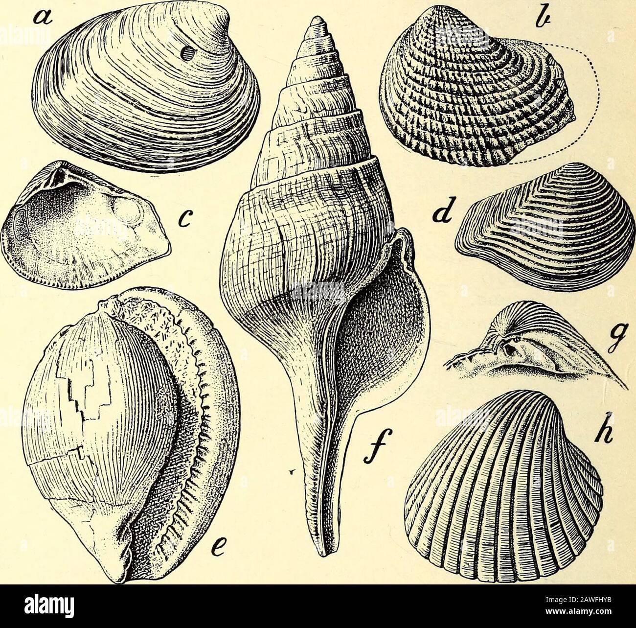 Marinefossils hi-res stock photography and images - Alamy