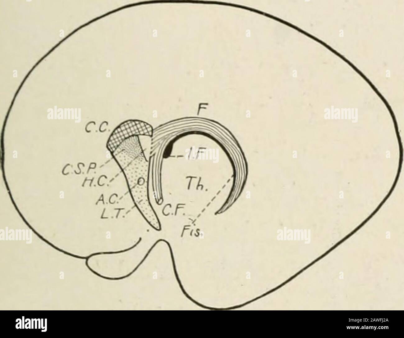 Rhinal hi-res stock photography and images - Alamy