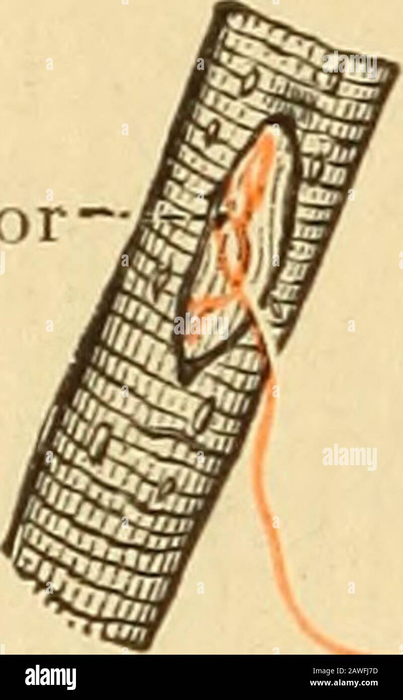 Motor neuron diagram hi-res stock photography and images - Alamy