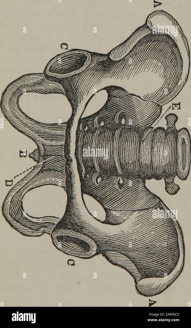 Belly forms hi-res stock photography and images - Alamy