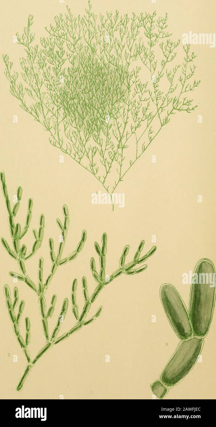 Coralline structure hi-res stock photography and images - Alamy