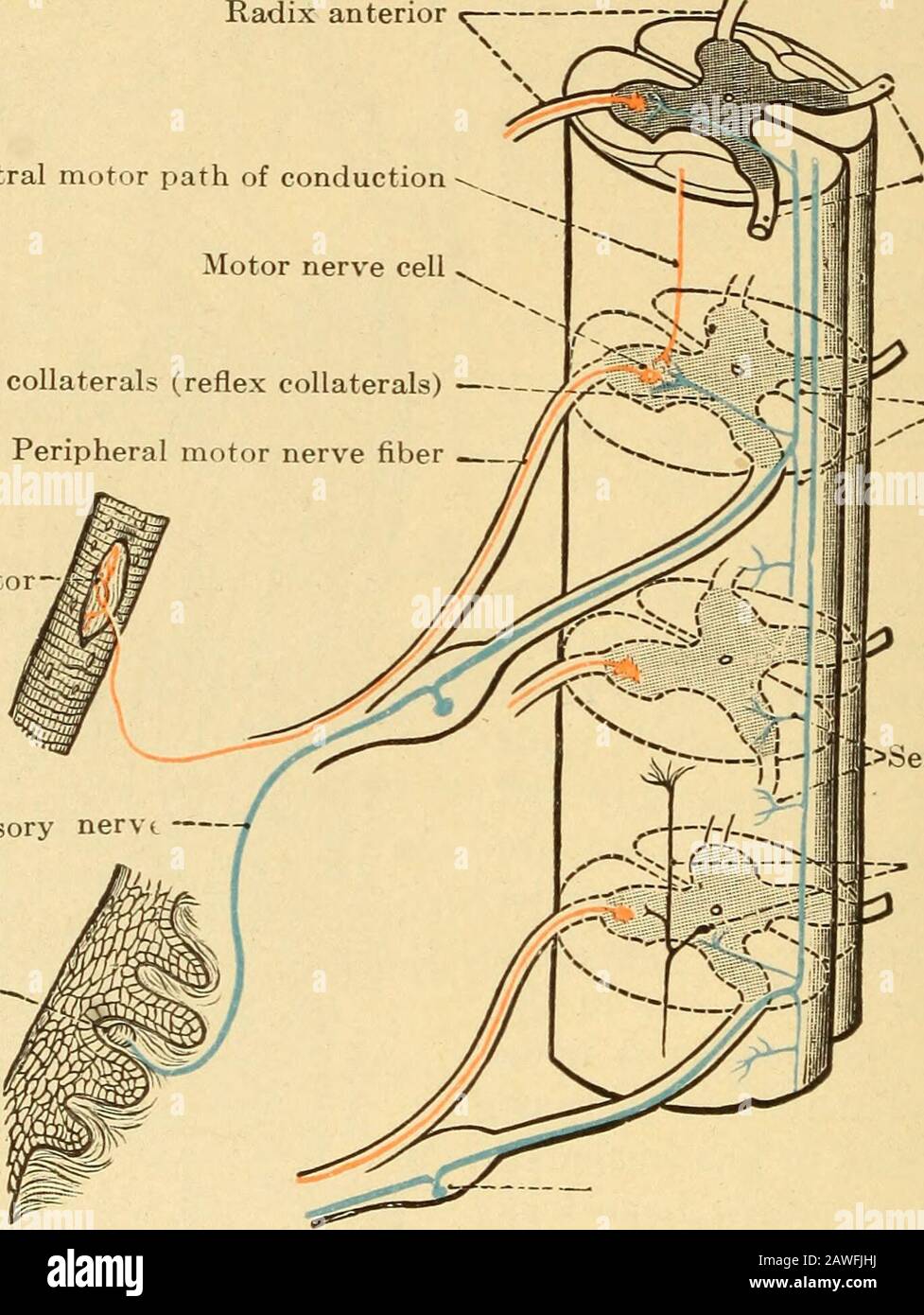 Diseases of the nervous system .. . Fig. So.—Diagram of the CorRSE of ...