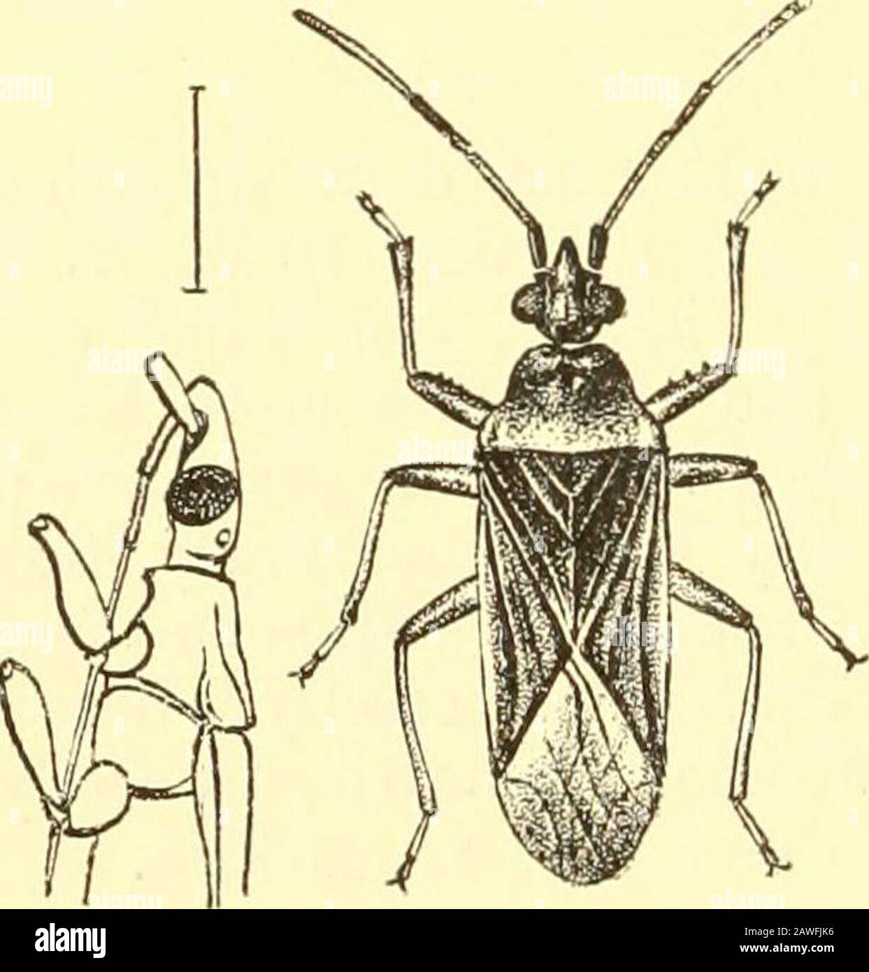Rhynchota .. . between and behind eyes where there is anarrow central ...