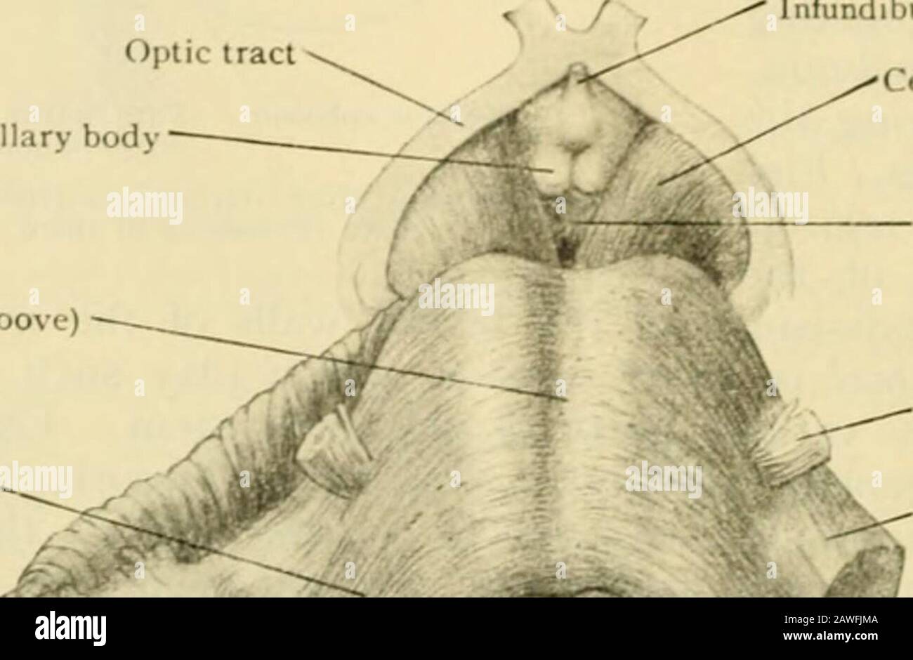 Decussation of pyramids hi-res stock photography and images - Alamy