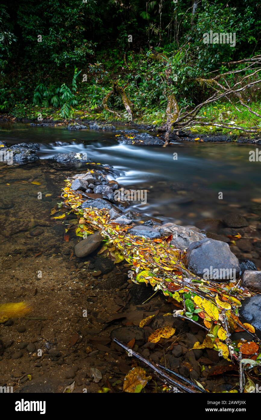 Henrietta Creek, Palmerston Section, Wooroonooran National Park ...