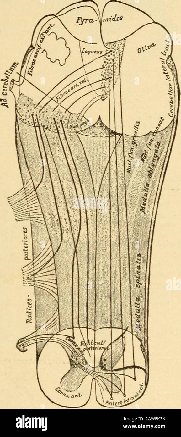 Lateral lemniscus hi-res stock photography and images - Alamy