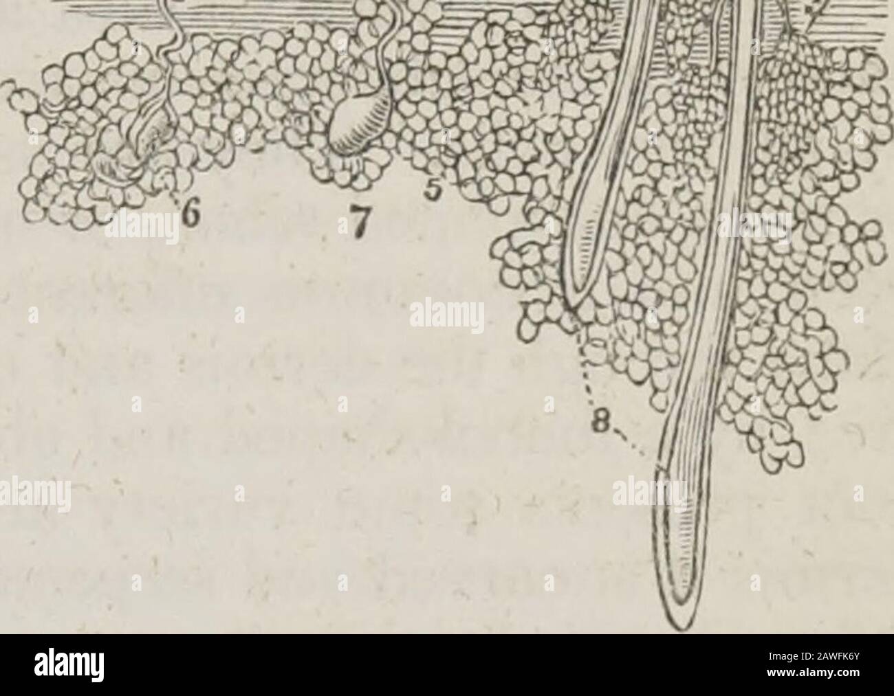 Papillary layer hi-res stock photography and images - Alamy