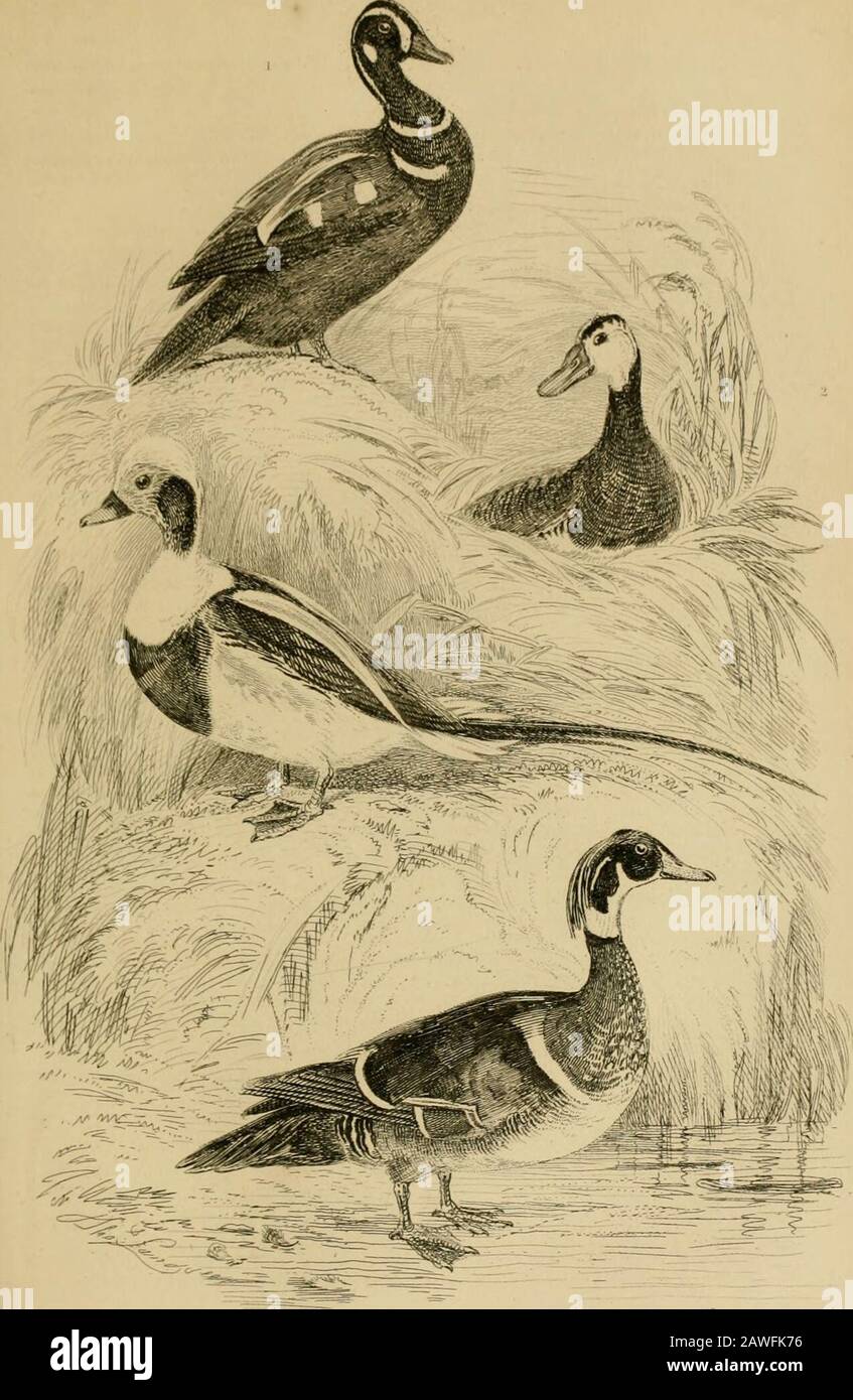 Anatomy of the ducks hi-res stock photography and images - Alamy