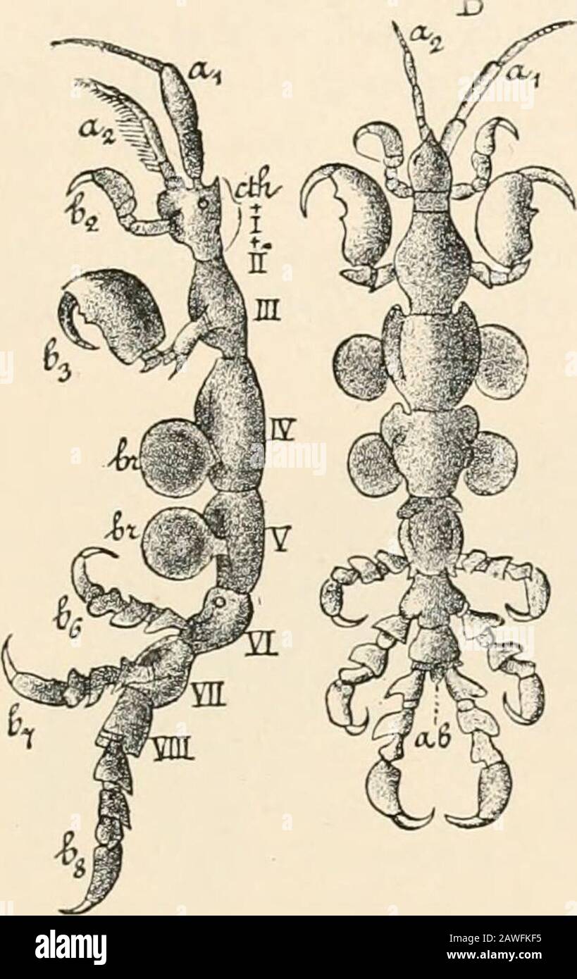 Ductus ejaculatorius hi-res stock photography and images - Alamy