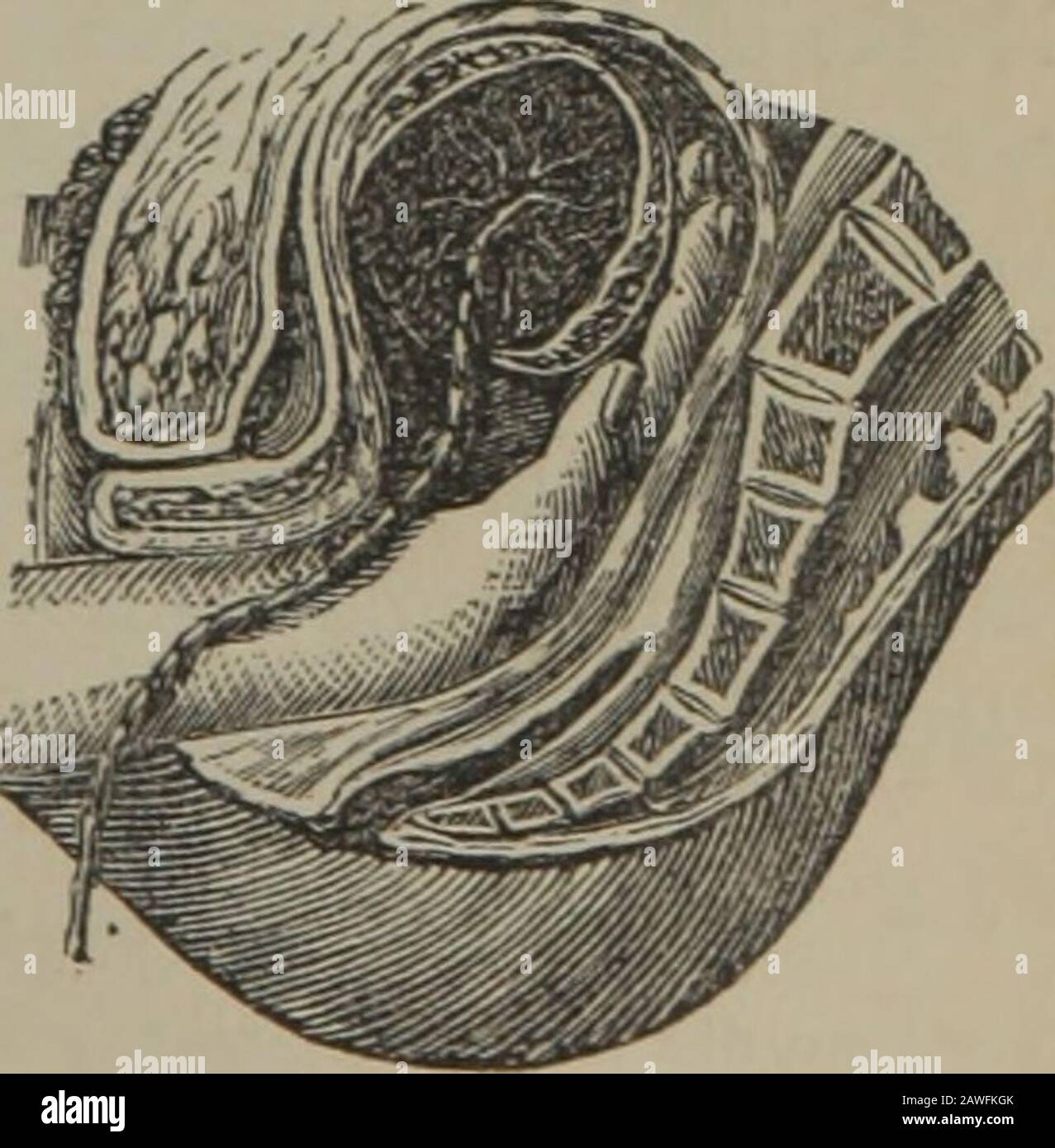 The principles and practice of obstetrics . xtract it. With this view ...