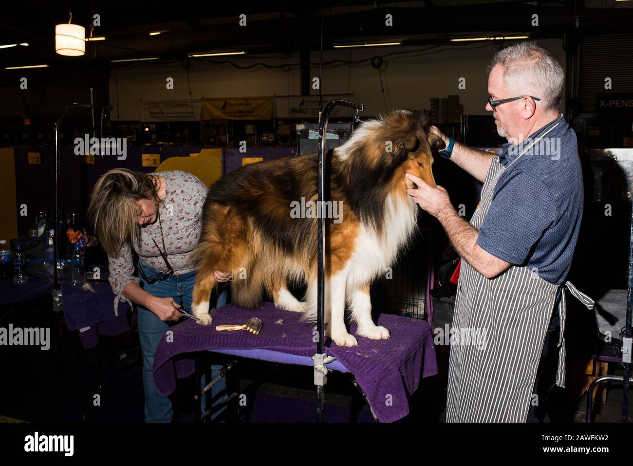 Westminster dog show grooming hi-res stock photography and images - Alamy