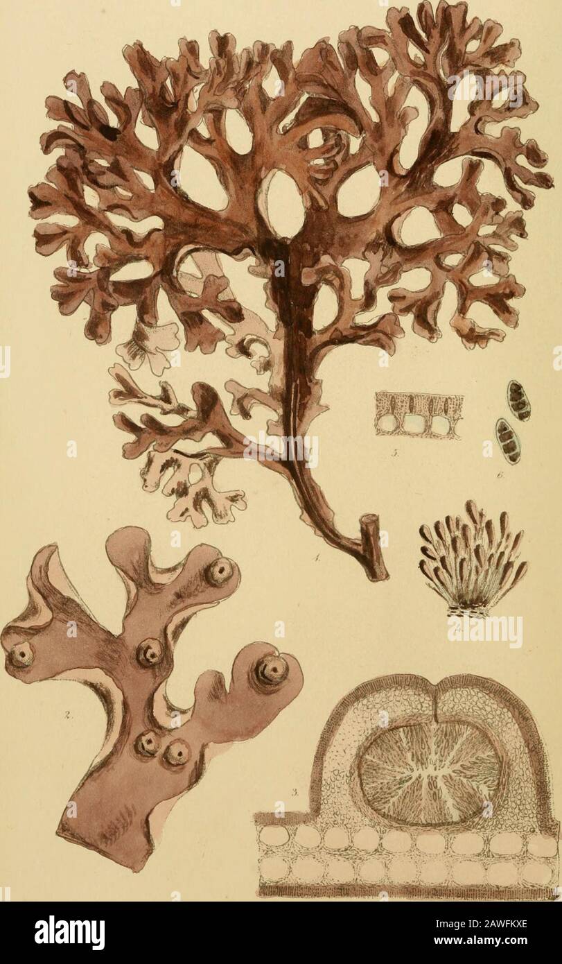 Structure filiforme hi-res stock photography and images - Alamy