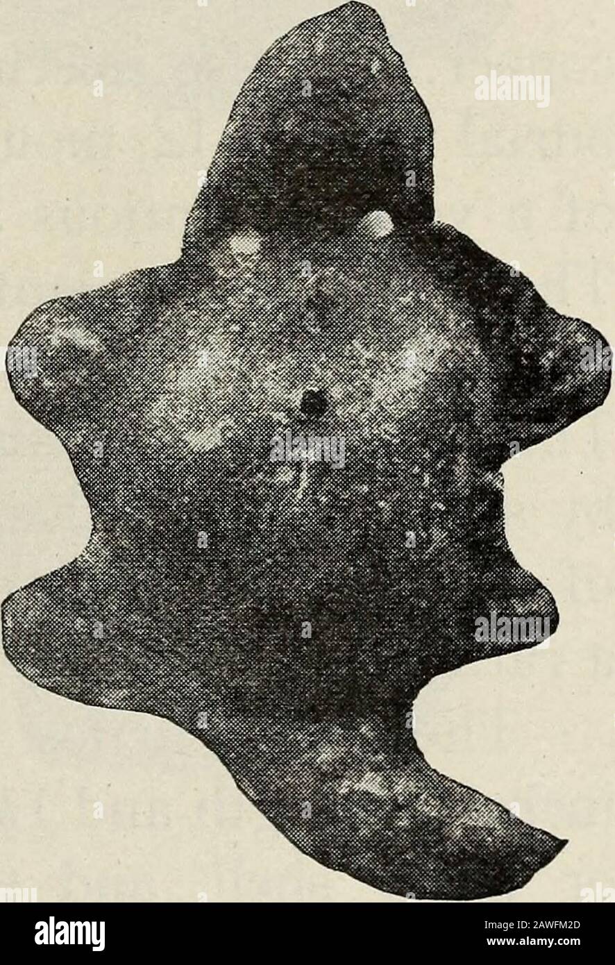 Ohio archæological and historical quarterly . Fig. 72. Effigy turtles ...