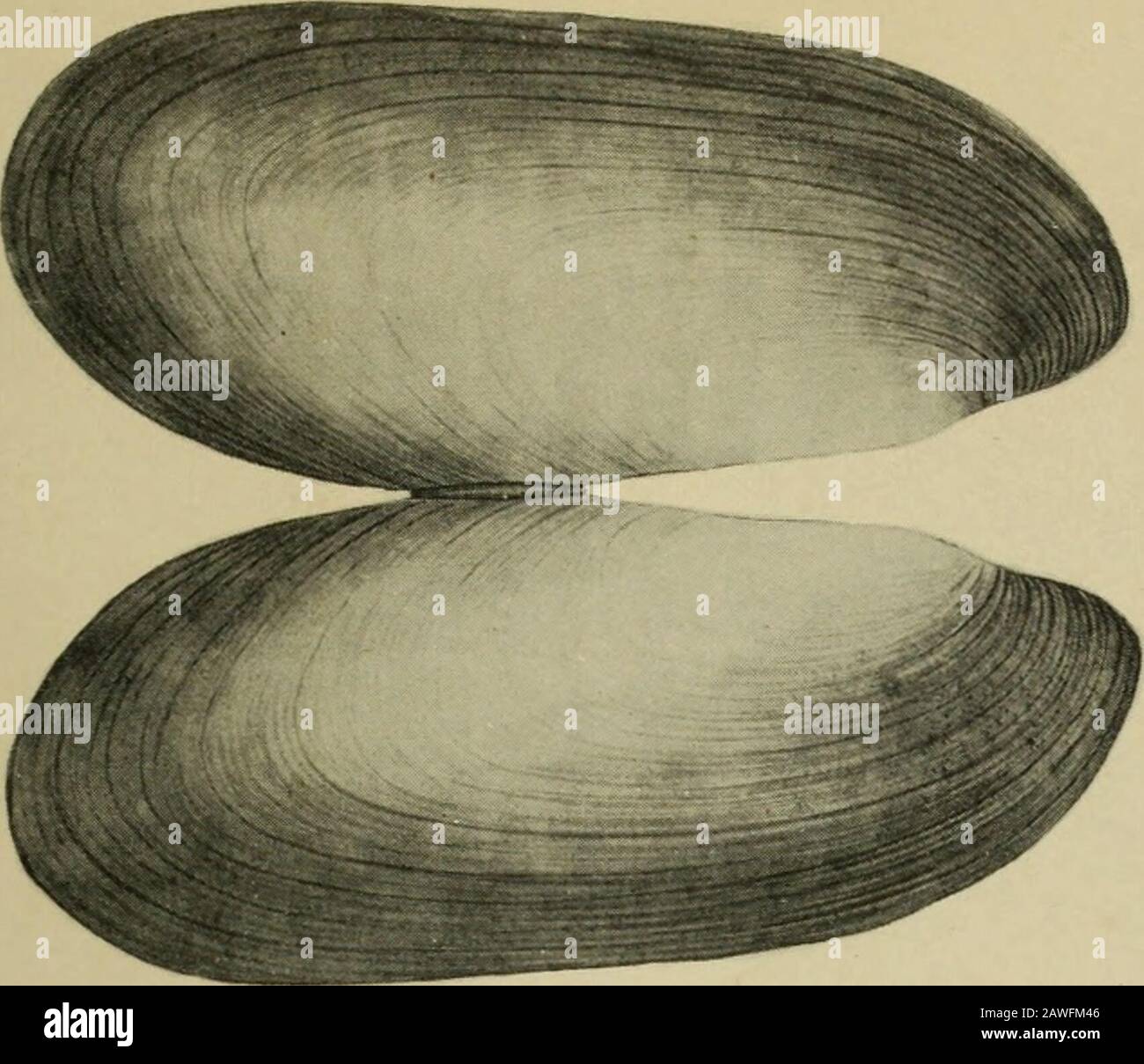 Annual report . 54 Department of Mines No. 4 EXPLAXATIOX OF PlATE III ...