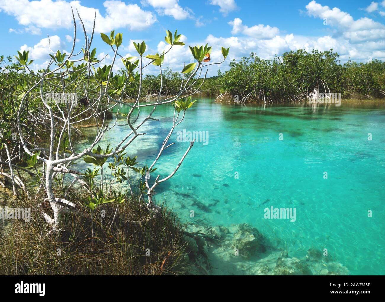 Sunny seven colored lagoon surrounded by tropical plants in Bacalar ...