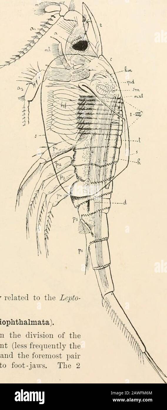 Text-book of comparative anatomy . us). r, Rostral plate; c, cephalic ...