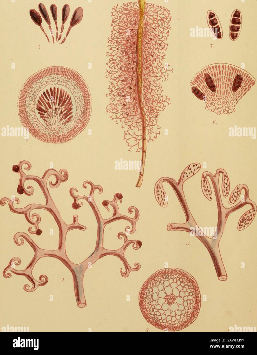 Cortical plate hi-res stock photography and images - Alamy