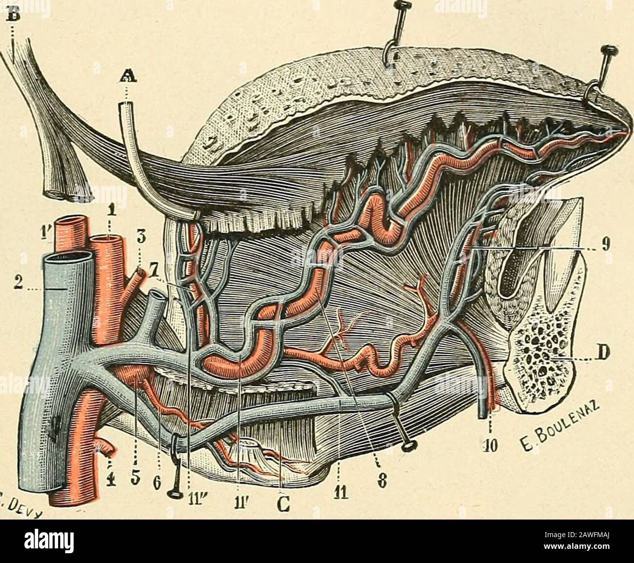 Duplicité hi-res stock photography and images - Alamy
