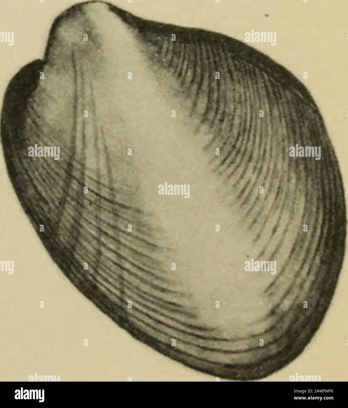 Annual report . 54 Department of Mines No. 4 EXPLAXATIOX OF PlATE III ...