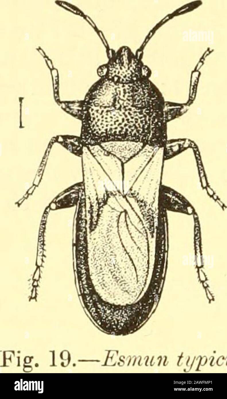 Rustybrown hi-res stock photography and images - Alamy