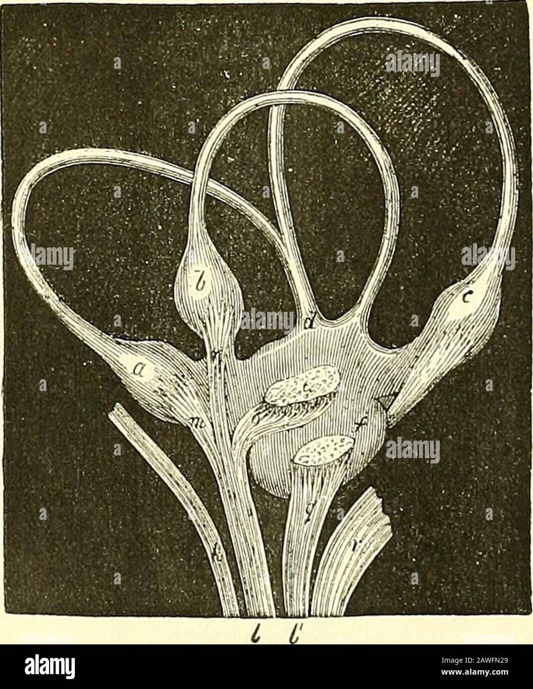Vestibular branch of auditory nerve hi-res stock photography and images ...