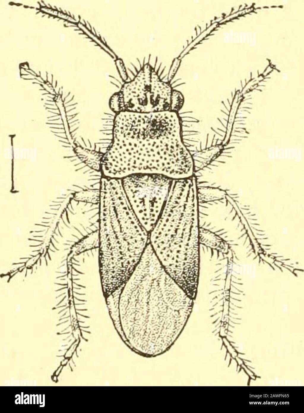 Rhynchota .. . nd sternum piceous ; coxae, trochanters,,legs, and ...