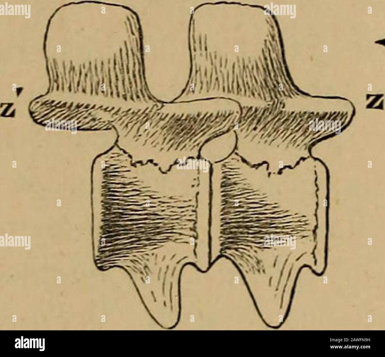 Catalogue of the fossil Reptilia and Amphibia in the British Museum ...