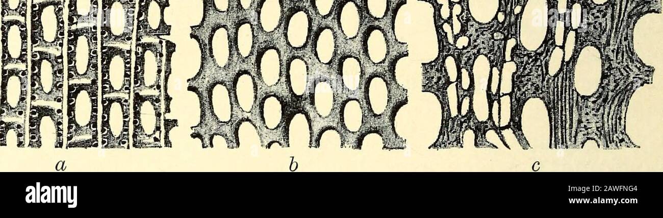 Bryozoan fossil hi-res stock photography and images - Alamy
