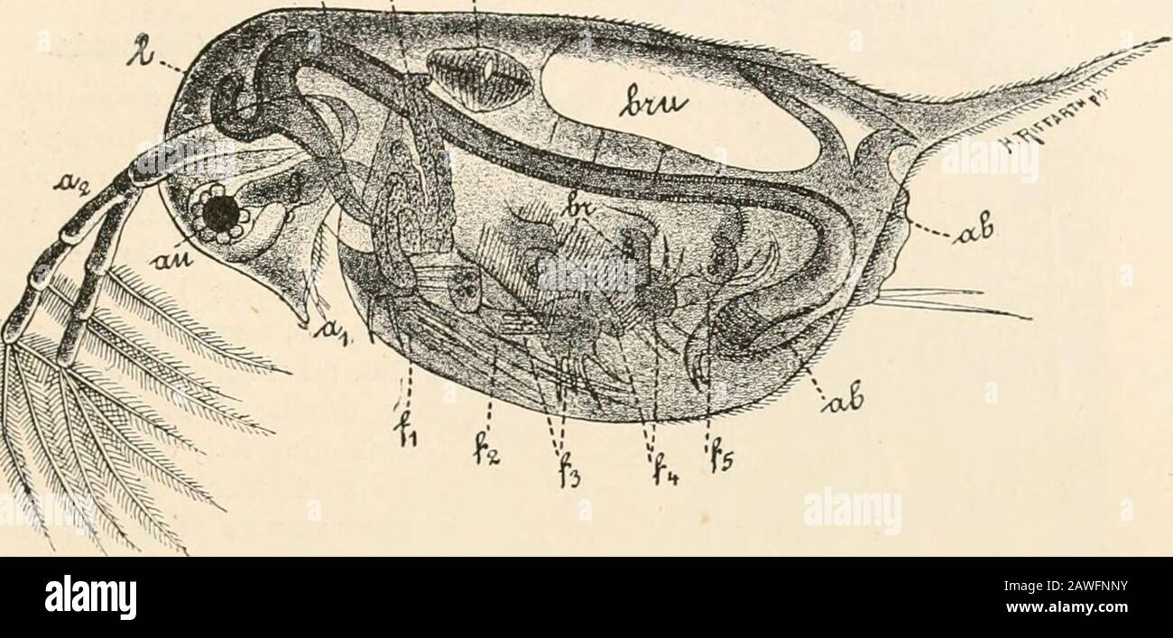 Text-book of comparative anatomy . oftenpresent, and is developed ...