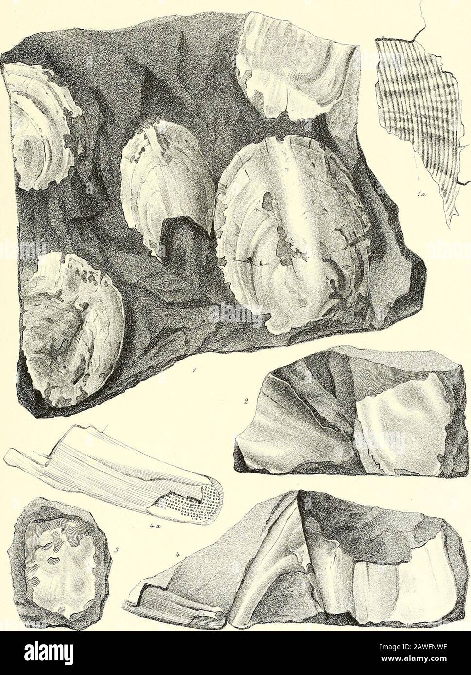 Cephalaspis hi-res stock photography and images - Alamy