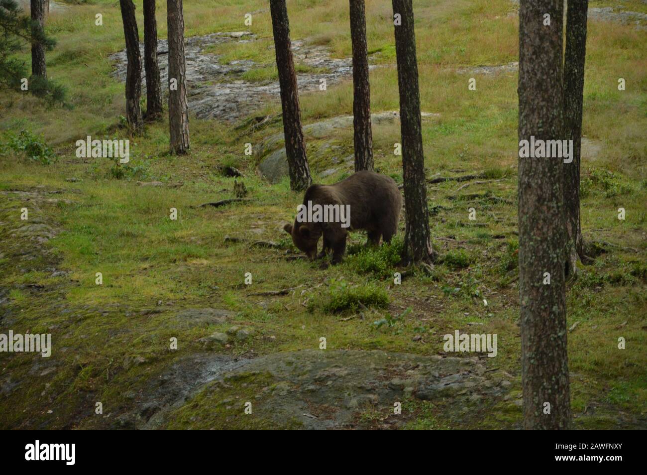 Bbc wildlife hi-res stock photography and images - Alamy