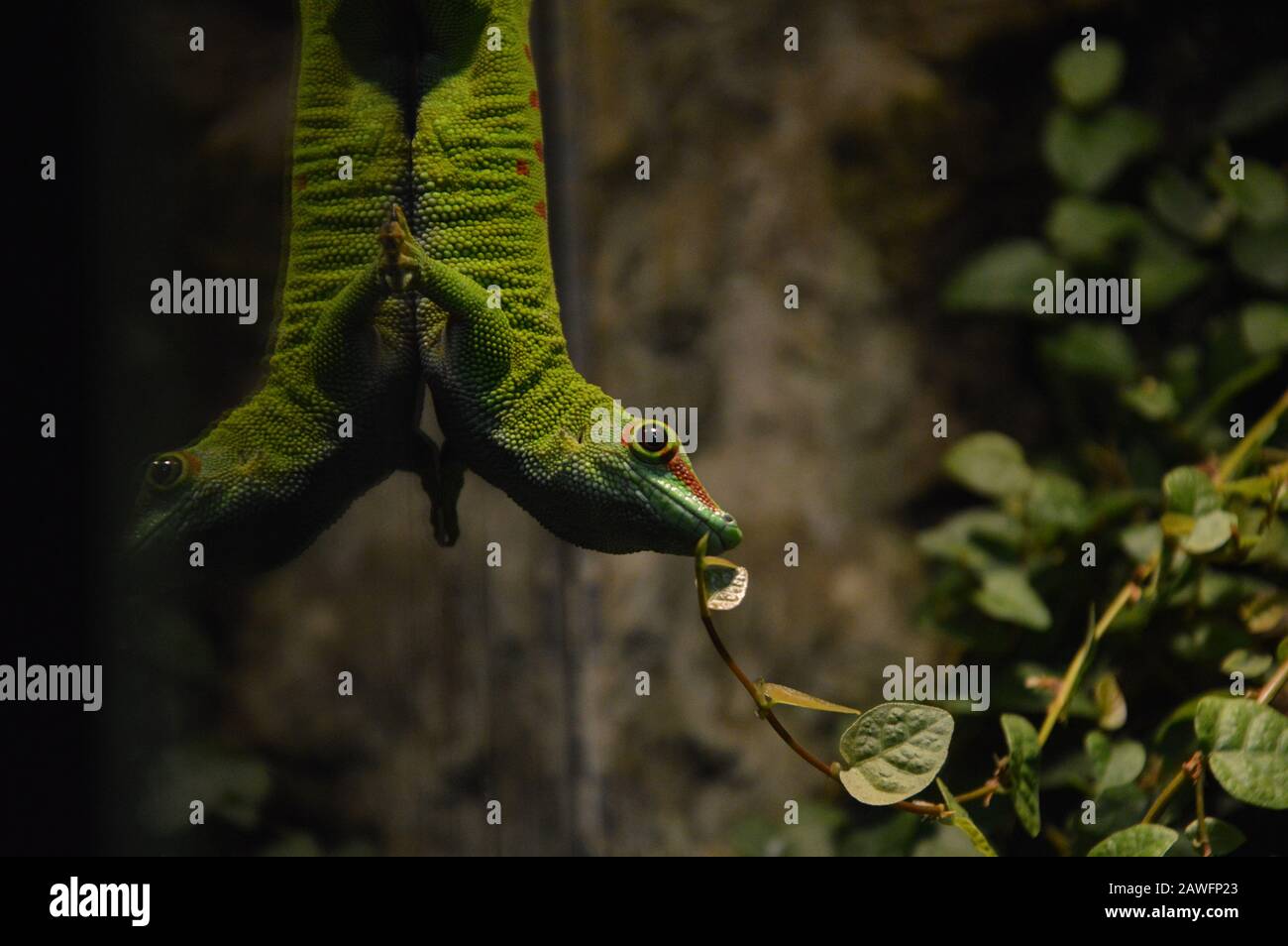 Dragon python hi-res stock photography and images - Alamy