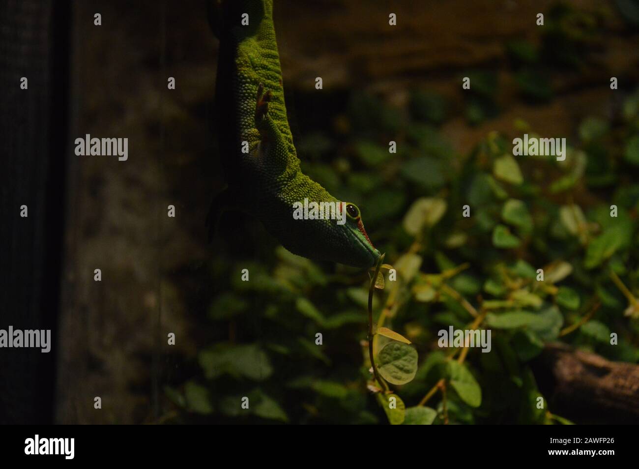 Dragon python hi-res stock photography and images - Alamy