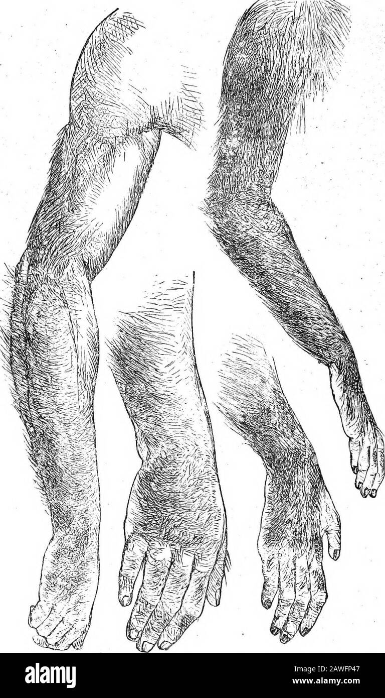 Prehistoric class Black and White Stock Photos & Images - Alamy