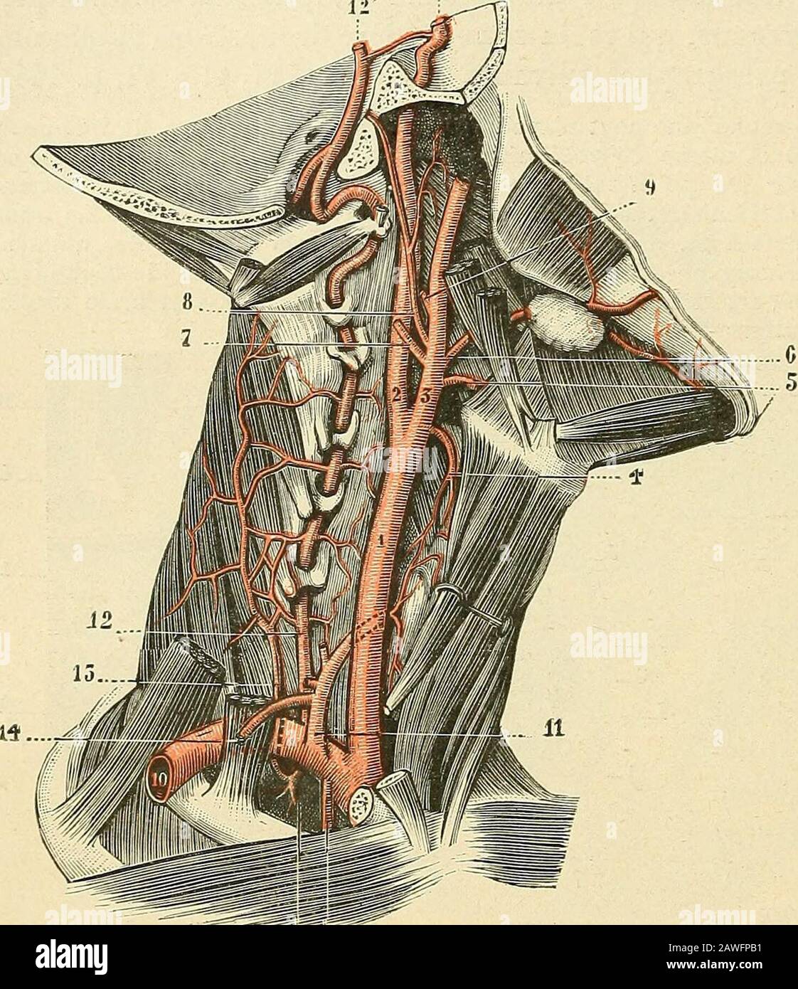 Muscle sterno cleido mastoidien hi-res stock photography and images - Alamy